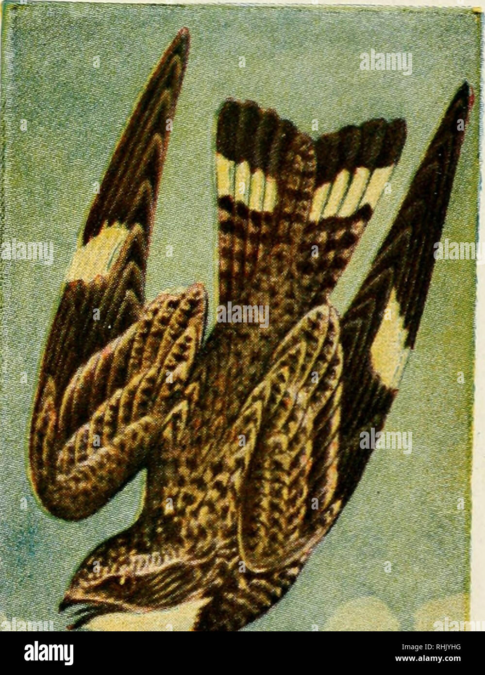 Picture Of Nighthawk Tail