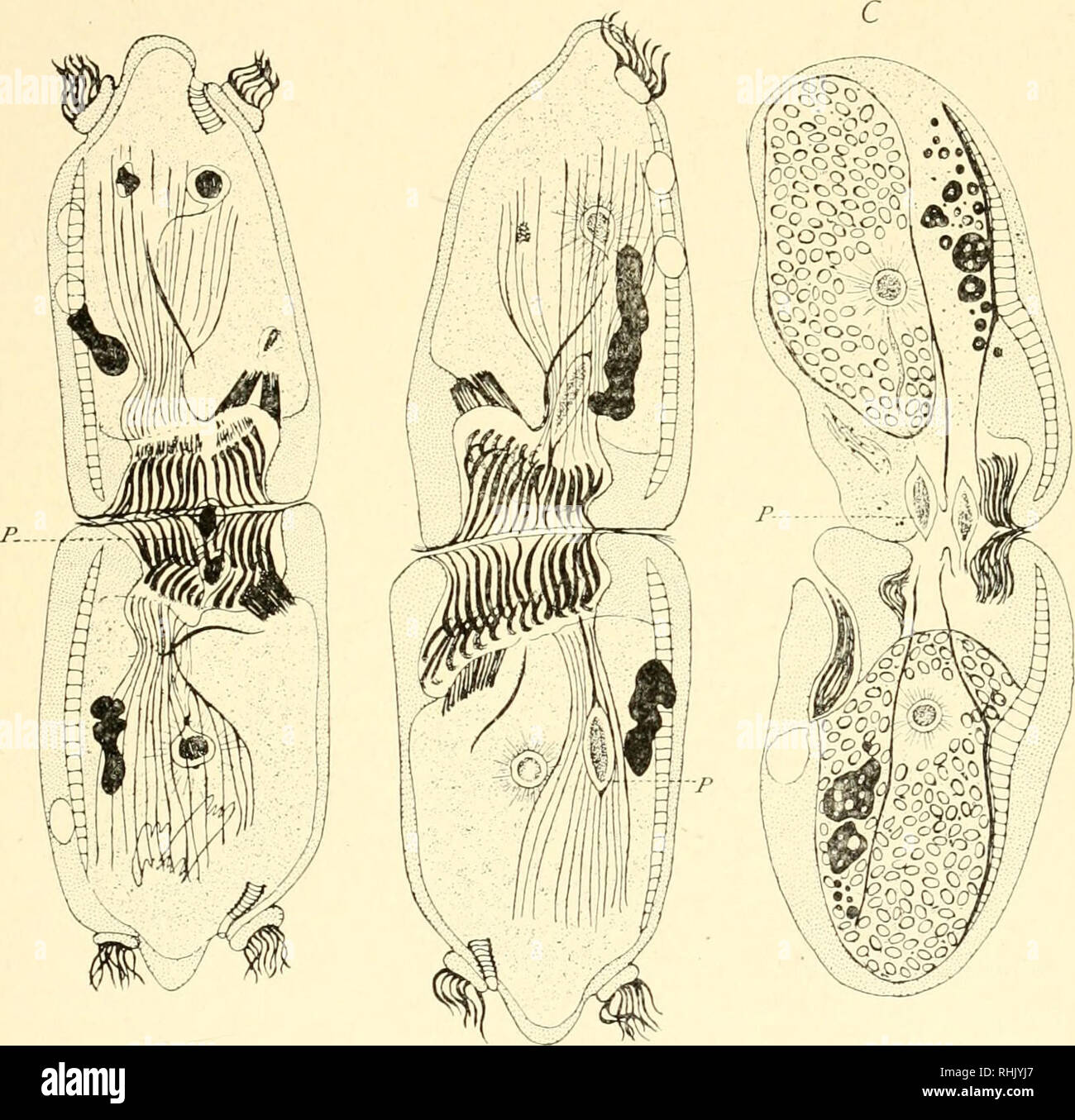. The biology of the Protozoa. Protozoa; Protozoa. PHENOMENA ...