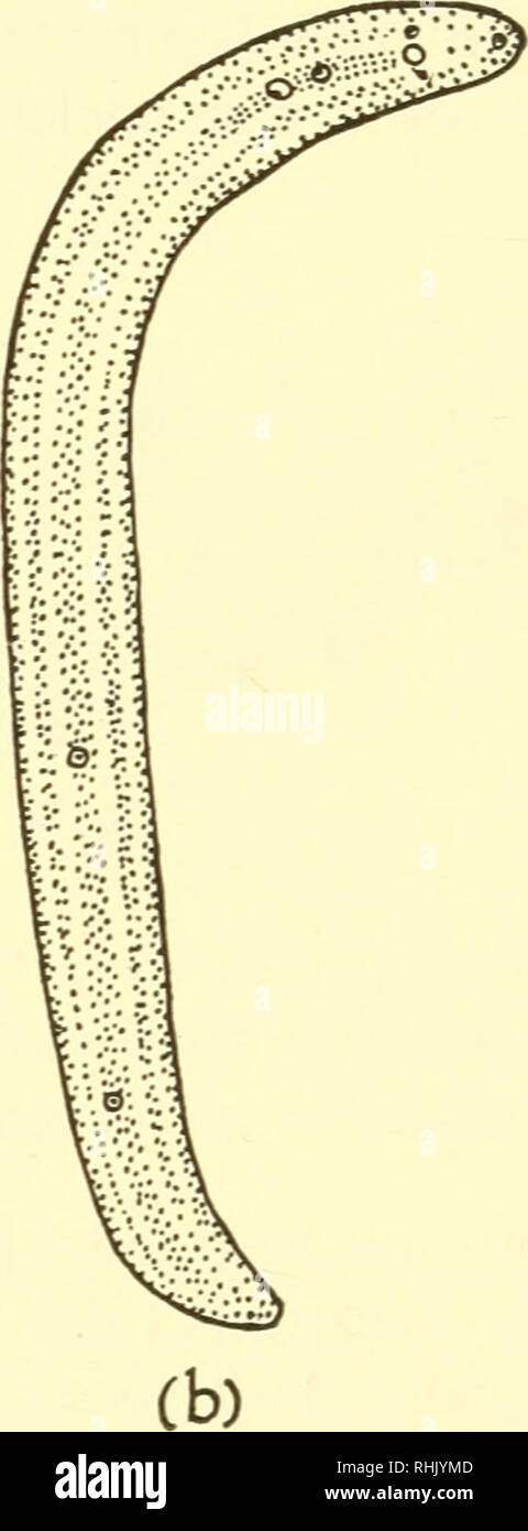 . The biology of marine animals. Marine animals; Physiology ...