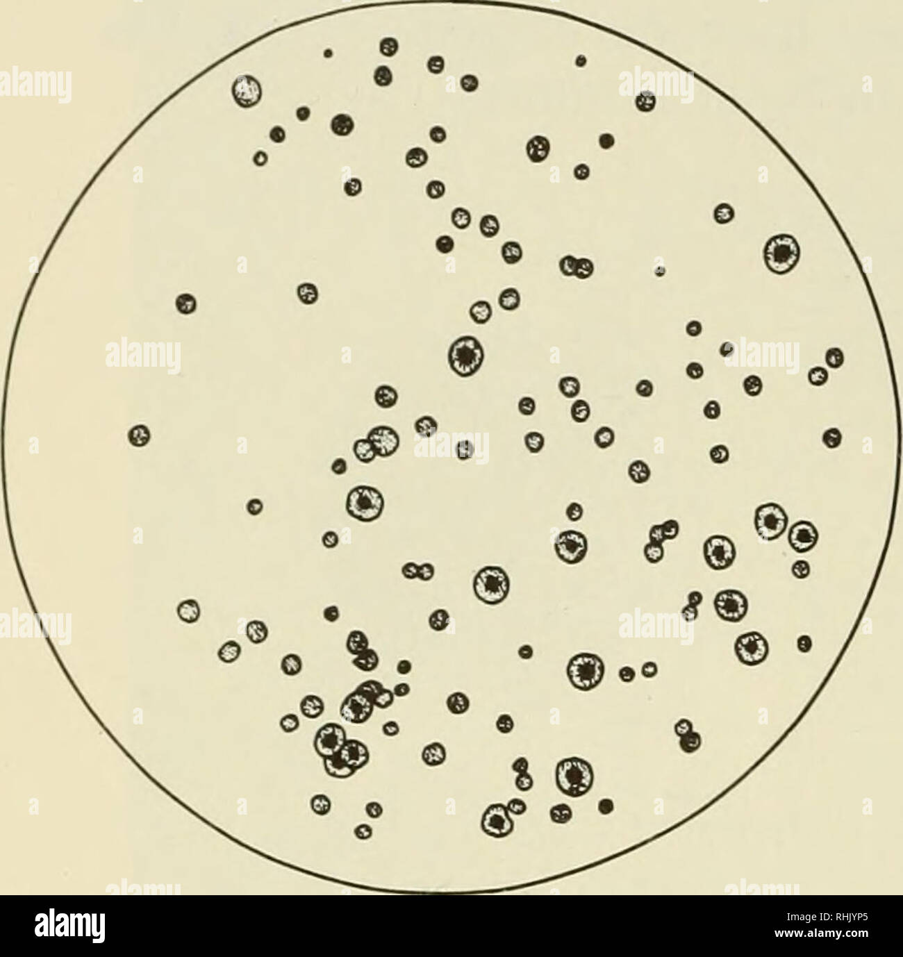 Bacteriophage t2 hi-res stock photography and images - Alamy