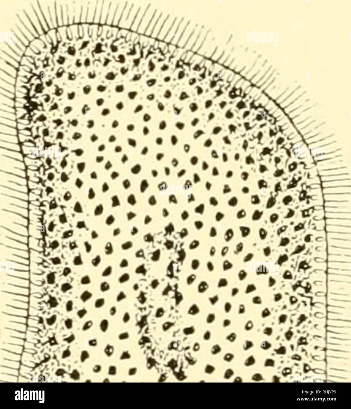 Paramecium bursaria hi-res stock photography and images - Alamy