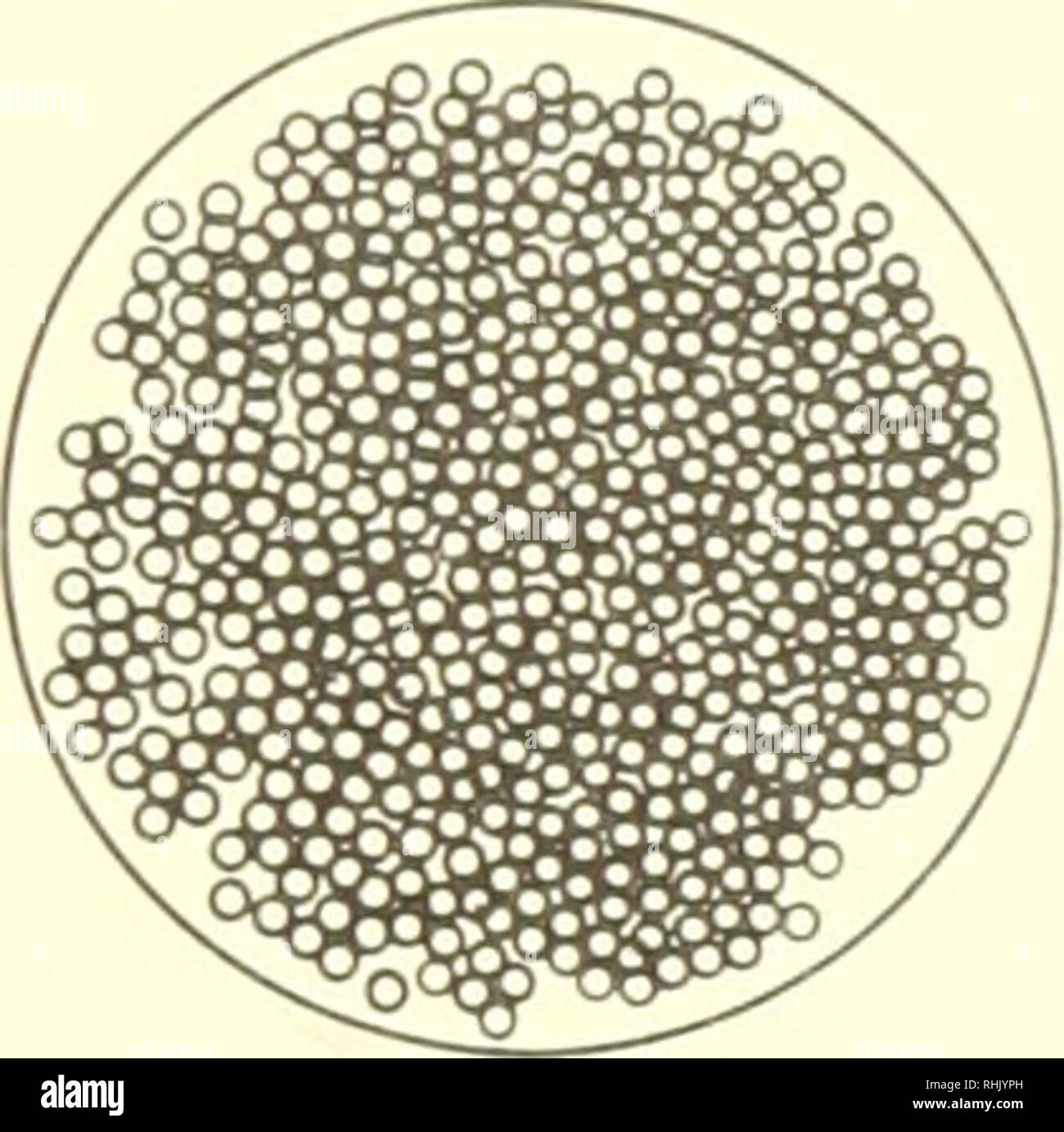Bacteria clones hi-res stock photography and images - Alamy