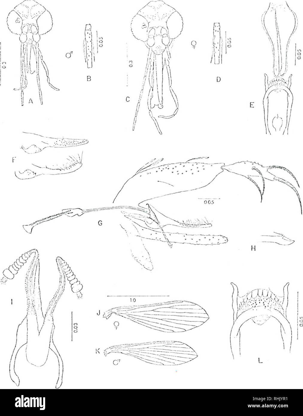. Biosystematic review of the bloodsucking psychodid flies of Colombia ...