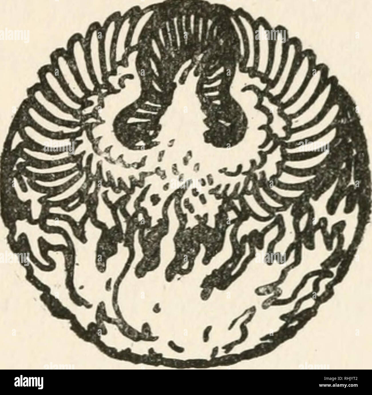 . Bird gods. Animal worship; Birds -- Folklore. Bird Gods in Ancient ...