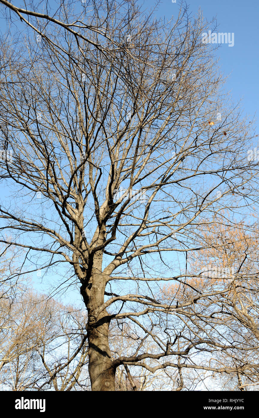The tangled leafless branches of a tall and mature hibernating tree set ...