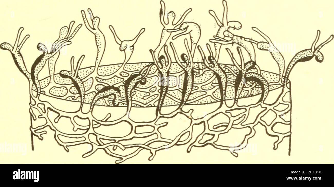 . The biology of marine animals. Marine animals; Physiology ...