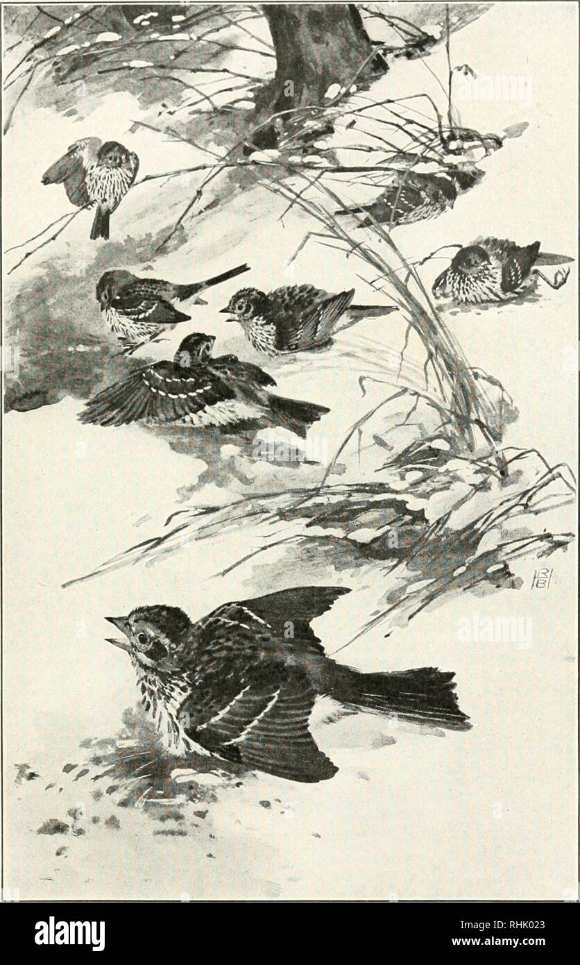 Fox sparrows appearance hi-res stock photography and images - Alamy