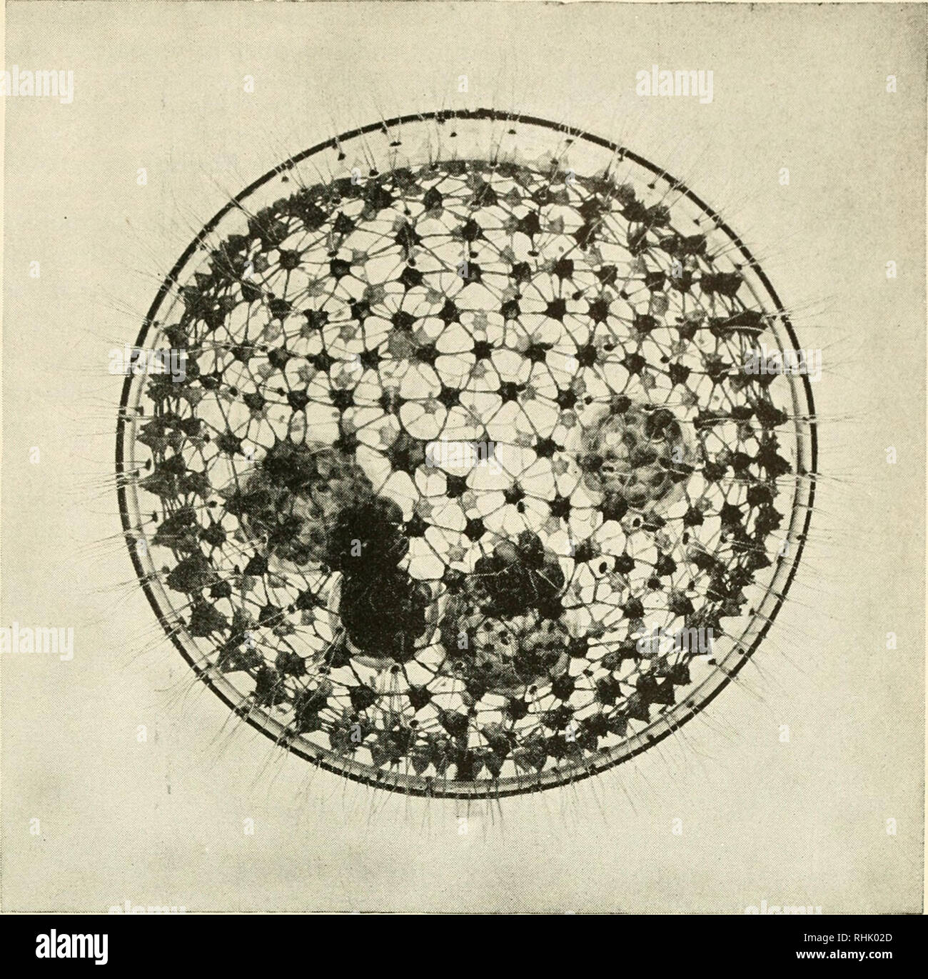 Volvox plant hi-res stock photography and images - Alamy