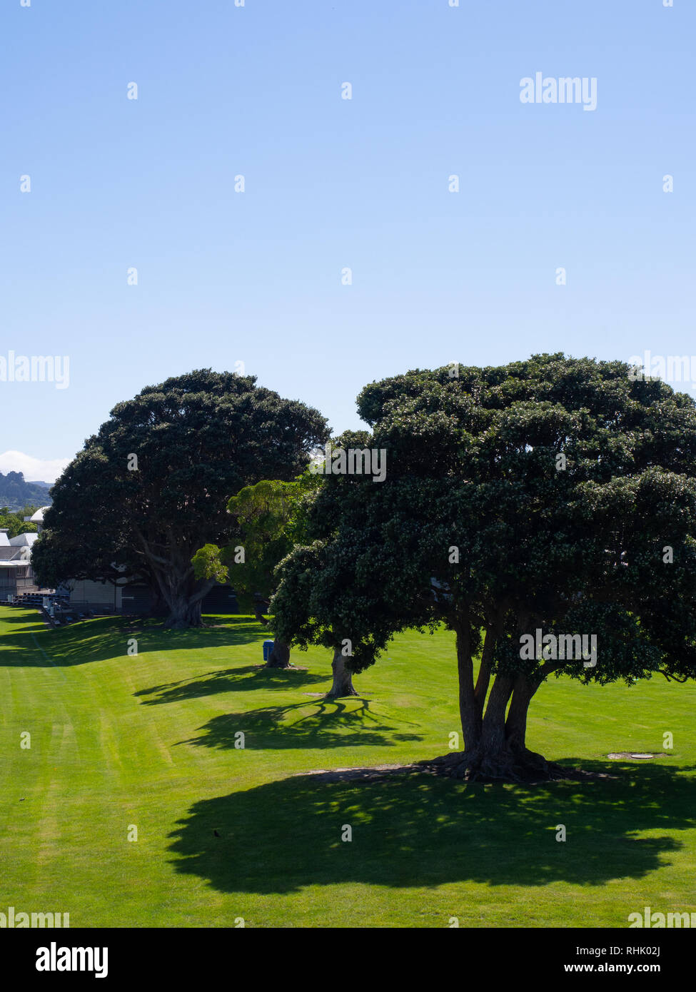 Trees In A Park Stock Photo - Alamy