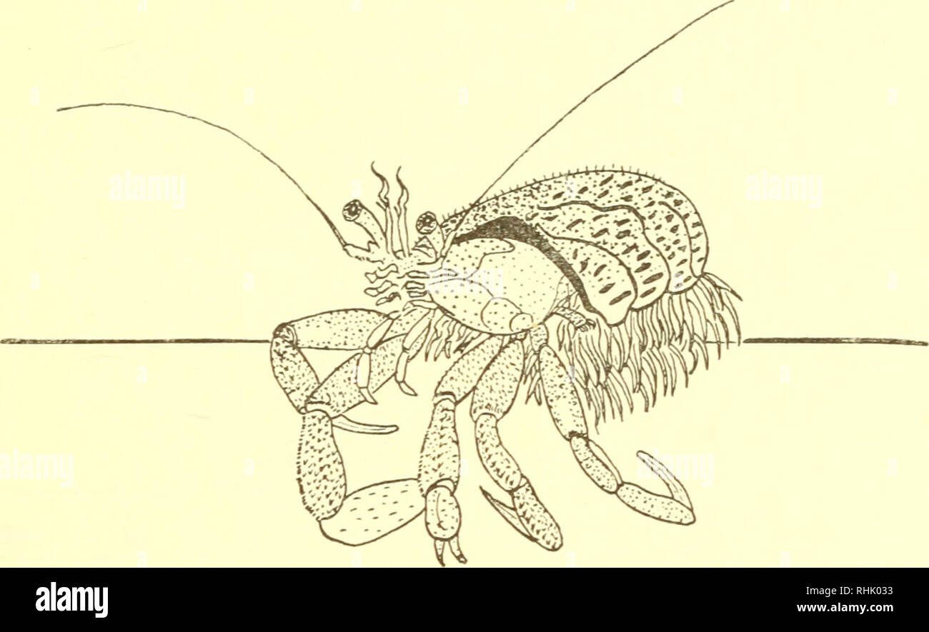 Colonial Marine Animals