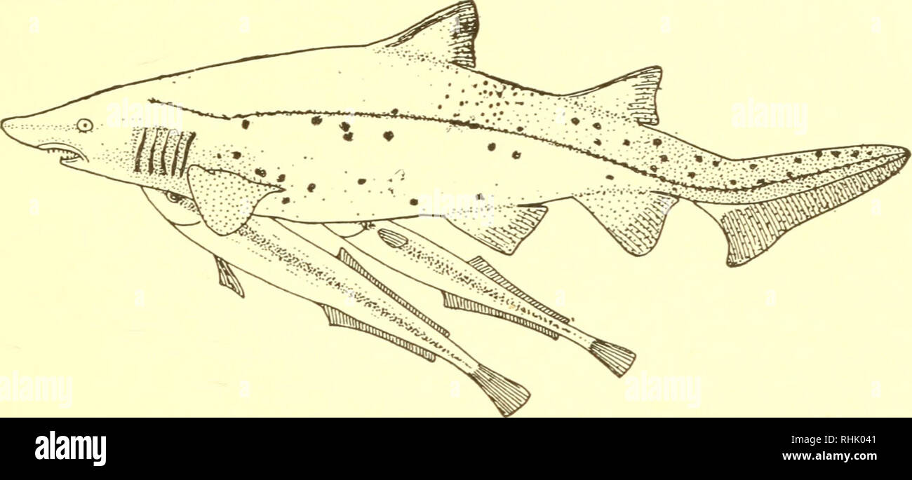 Commensalism Drawing