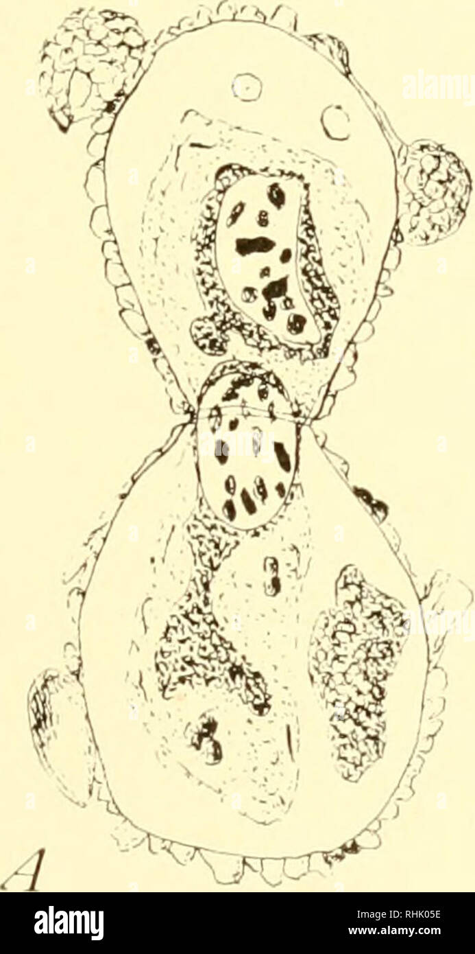 . The biology of the protozoa. Protozoa; Protozoa. MORPHOLOGY AND ...
