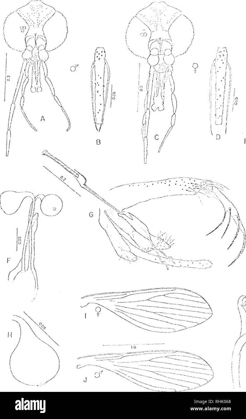 . Biosystematic review of the bloodsucking psychodid flies of Colombia ...