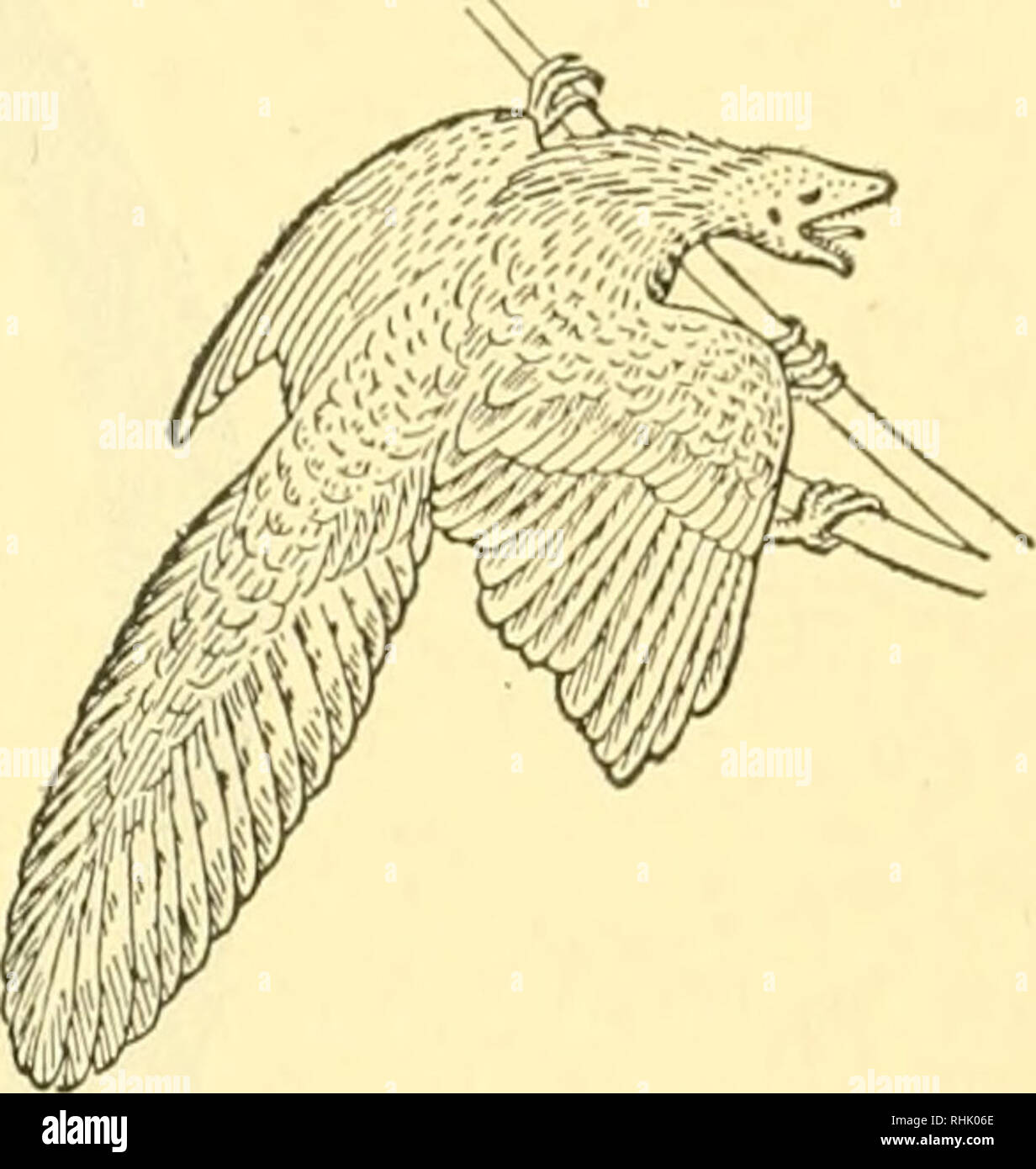 Three fingers with claws hi-res stock photography and images - Alamy