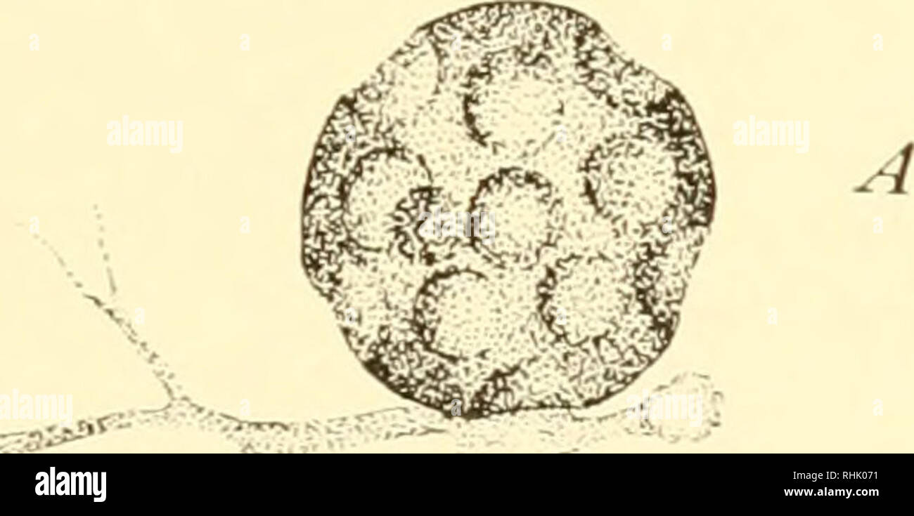 . The biology of the protozoa. Protozoa; Protozoa. MORPHOLOGY AND ...