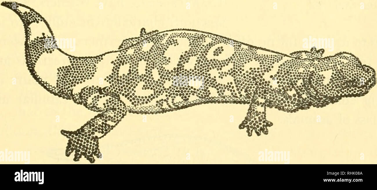 Lizard anatomy hi-res stock photography and images - Alamy