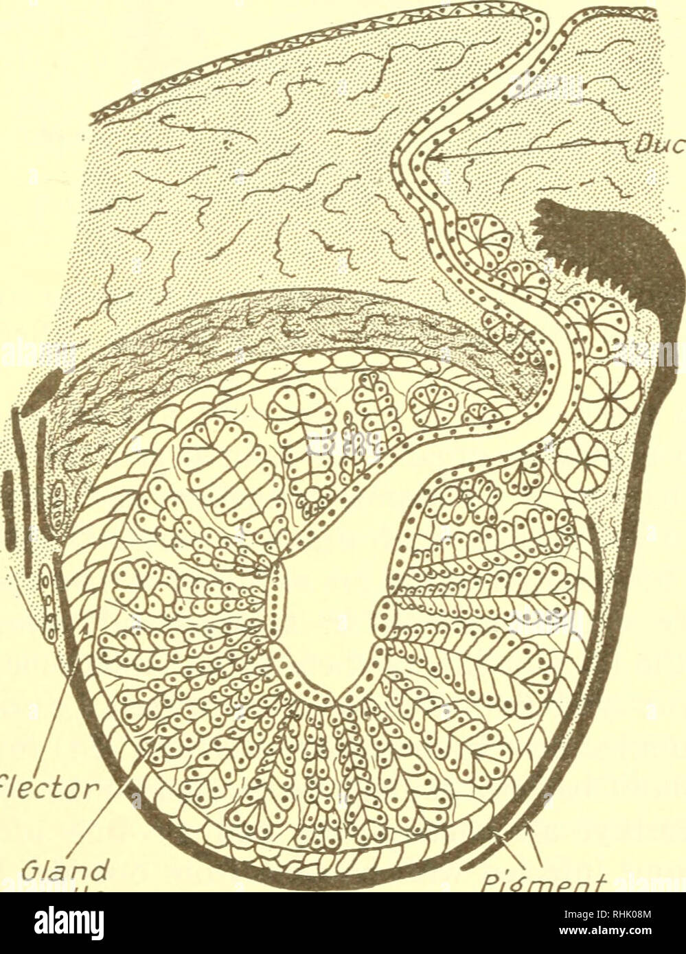 Gonostoma elongatum hi-res stock photography and images - Alamy