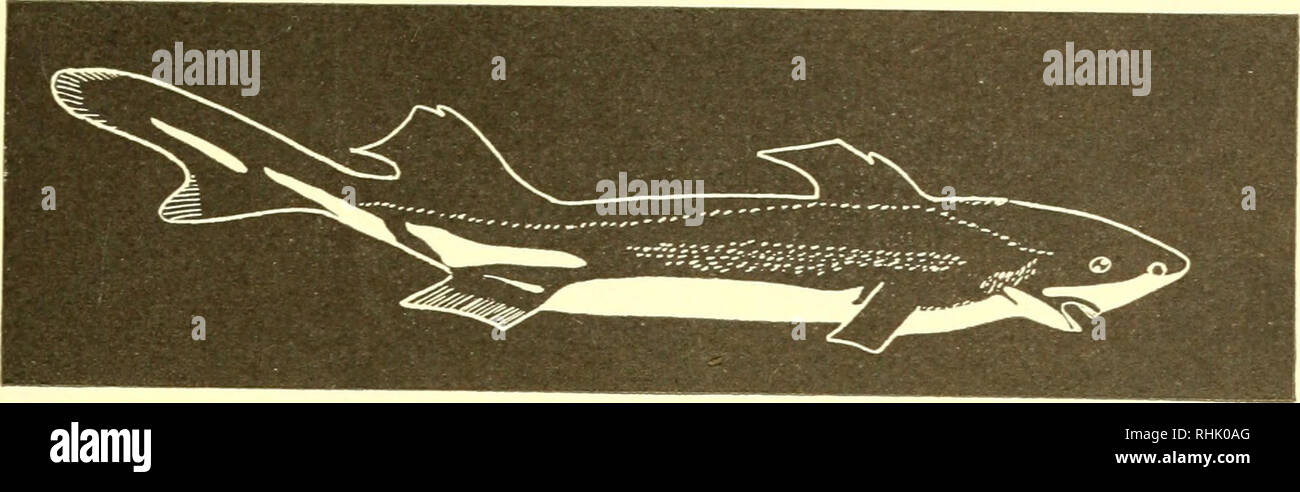 . The biology of marine animals. Marine animals; Physiology ...