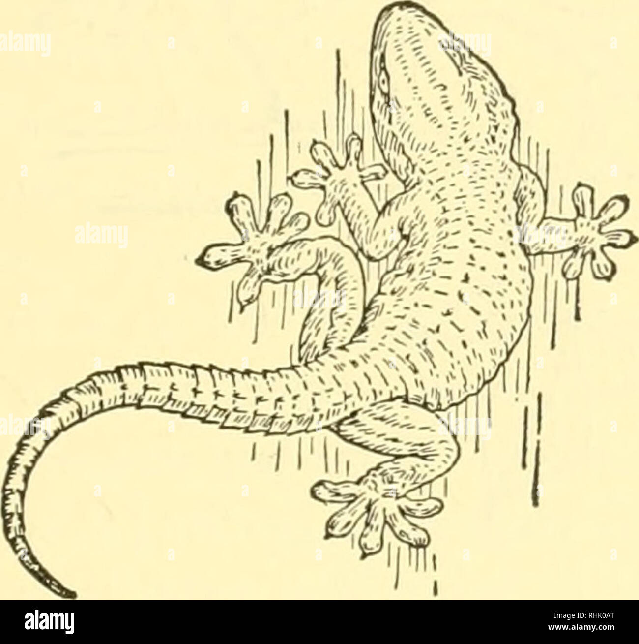 Anatomy of the turtle shell hi-res stock photography and images - Alamy