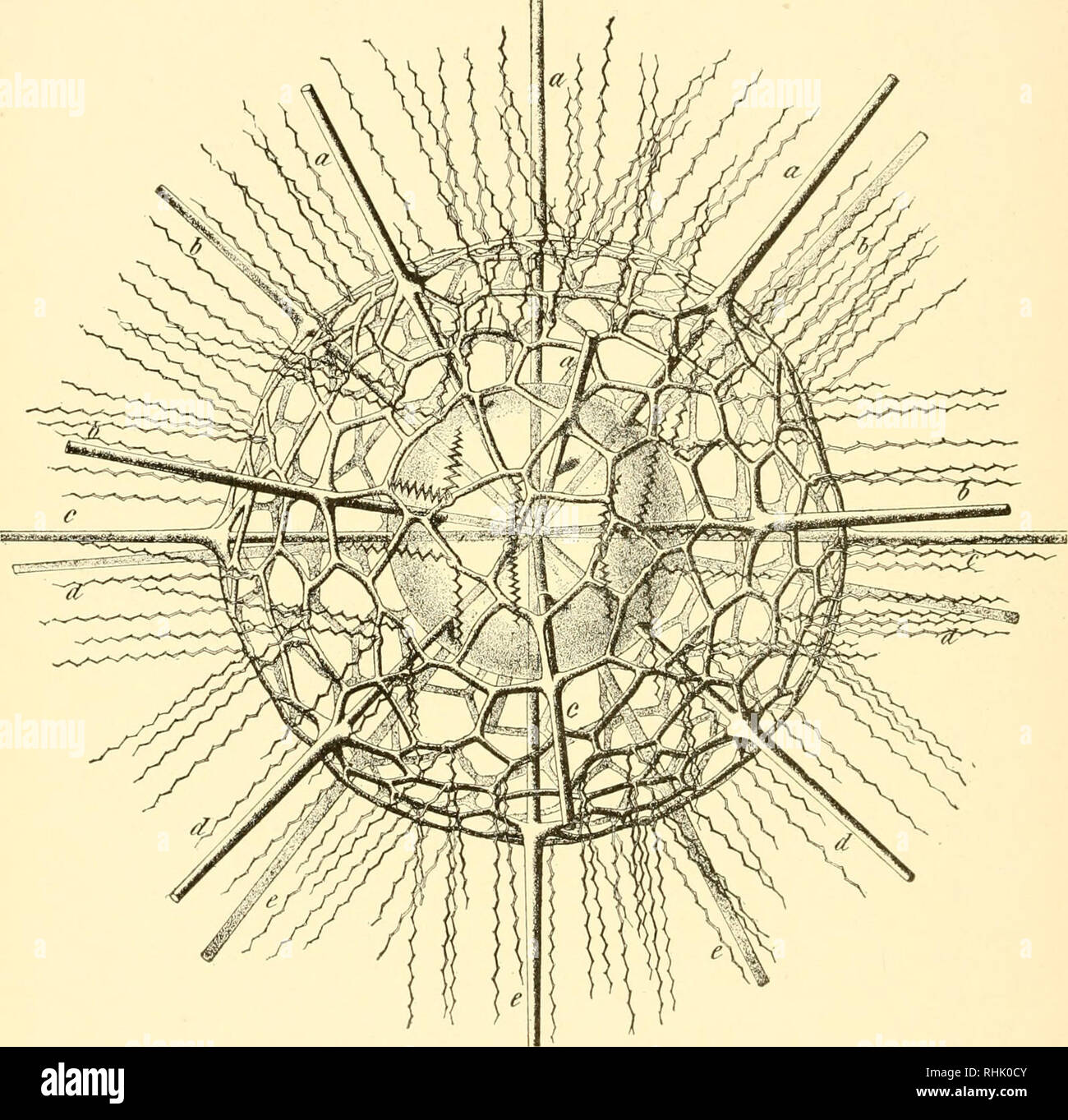 Acantharia hi-res stock photography and images - Alamy