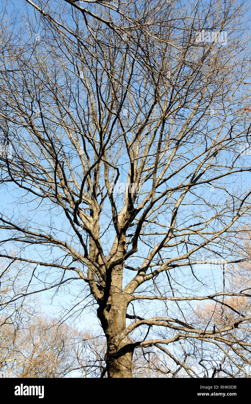 The tangled leafless branches of a tall and mature hibernating tree set ...