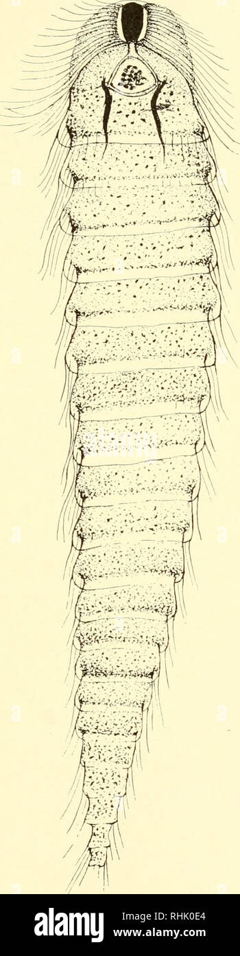 Mastigophora hi-res stock photography and images - Alamy