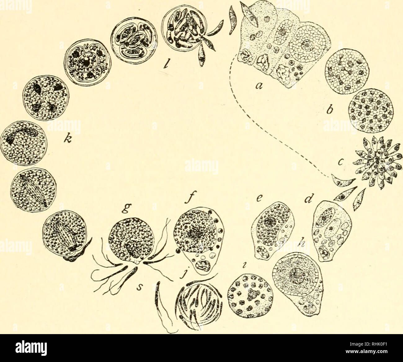 Sporozoites hi-res stock photography and images - Alamy