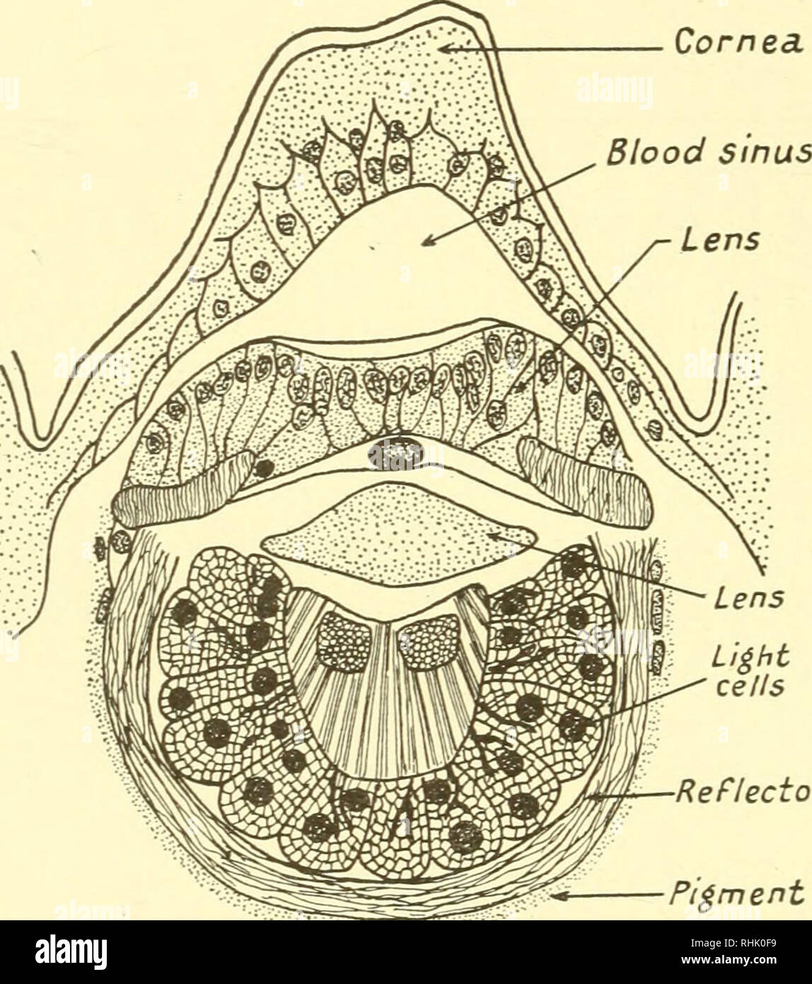 . The biology of marine animals. Marine animals; Physiology ...