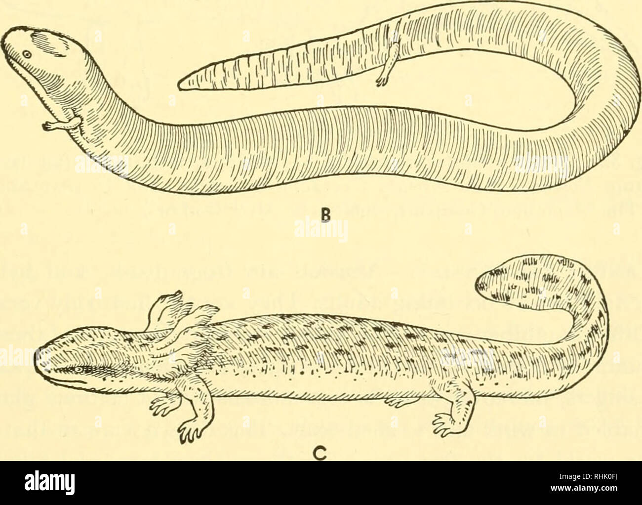 . Biology of the vertebrates : a comparative study of man and his ...