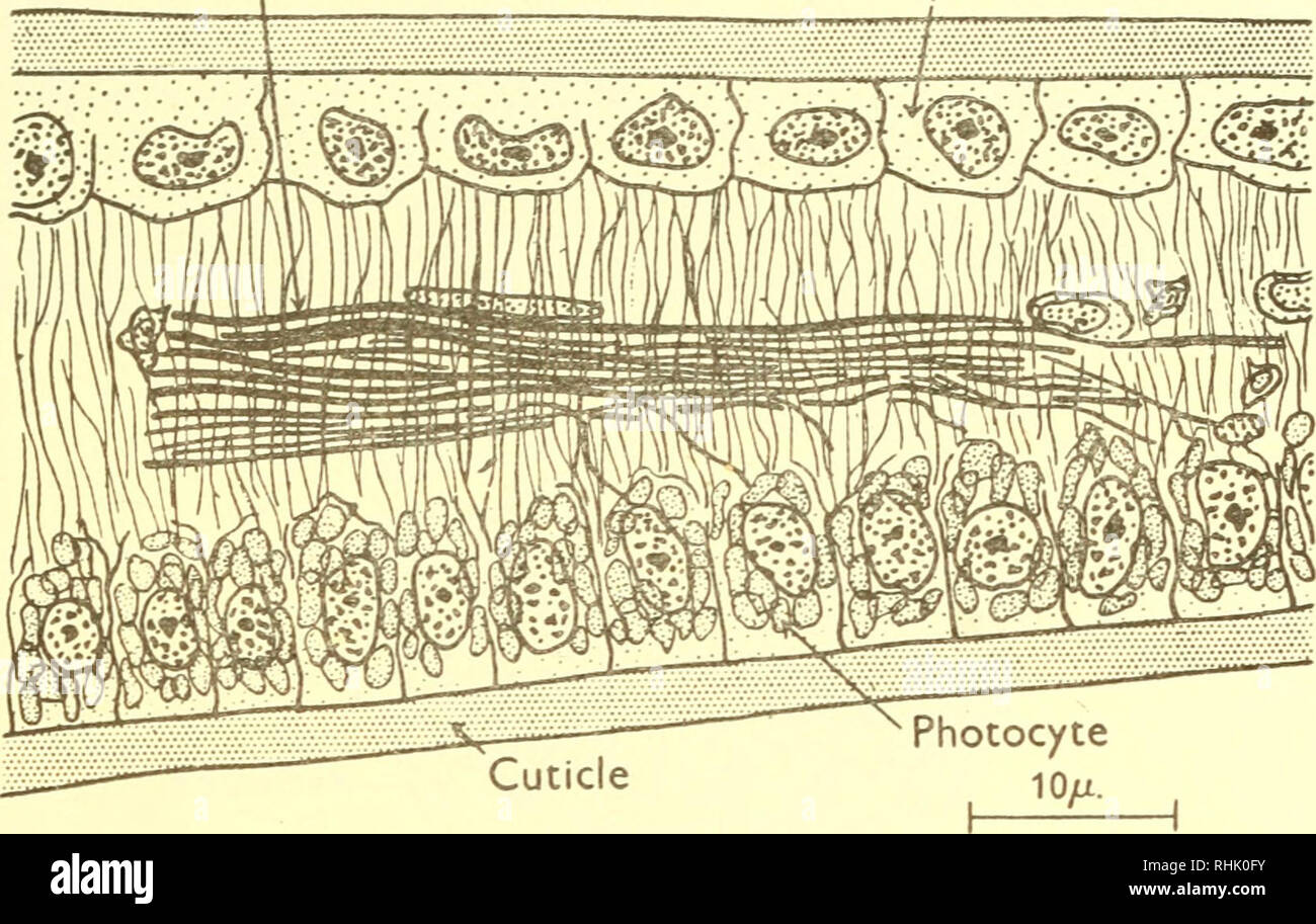 . The biology of marine animals. Marine animals; Physiology ...