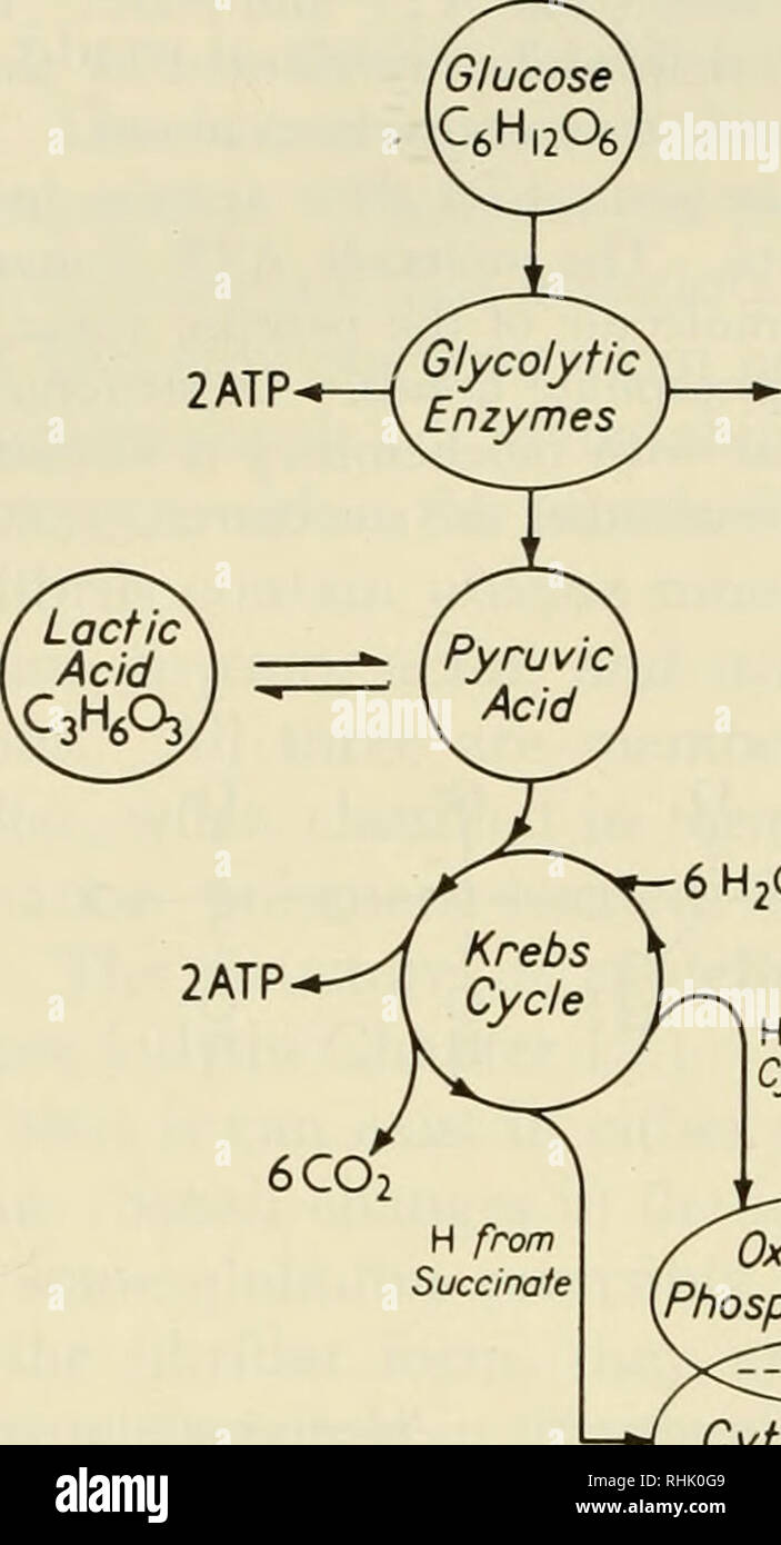 Biophysical experiments hi-res stock photography and images - Alamy