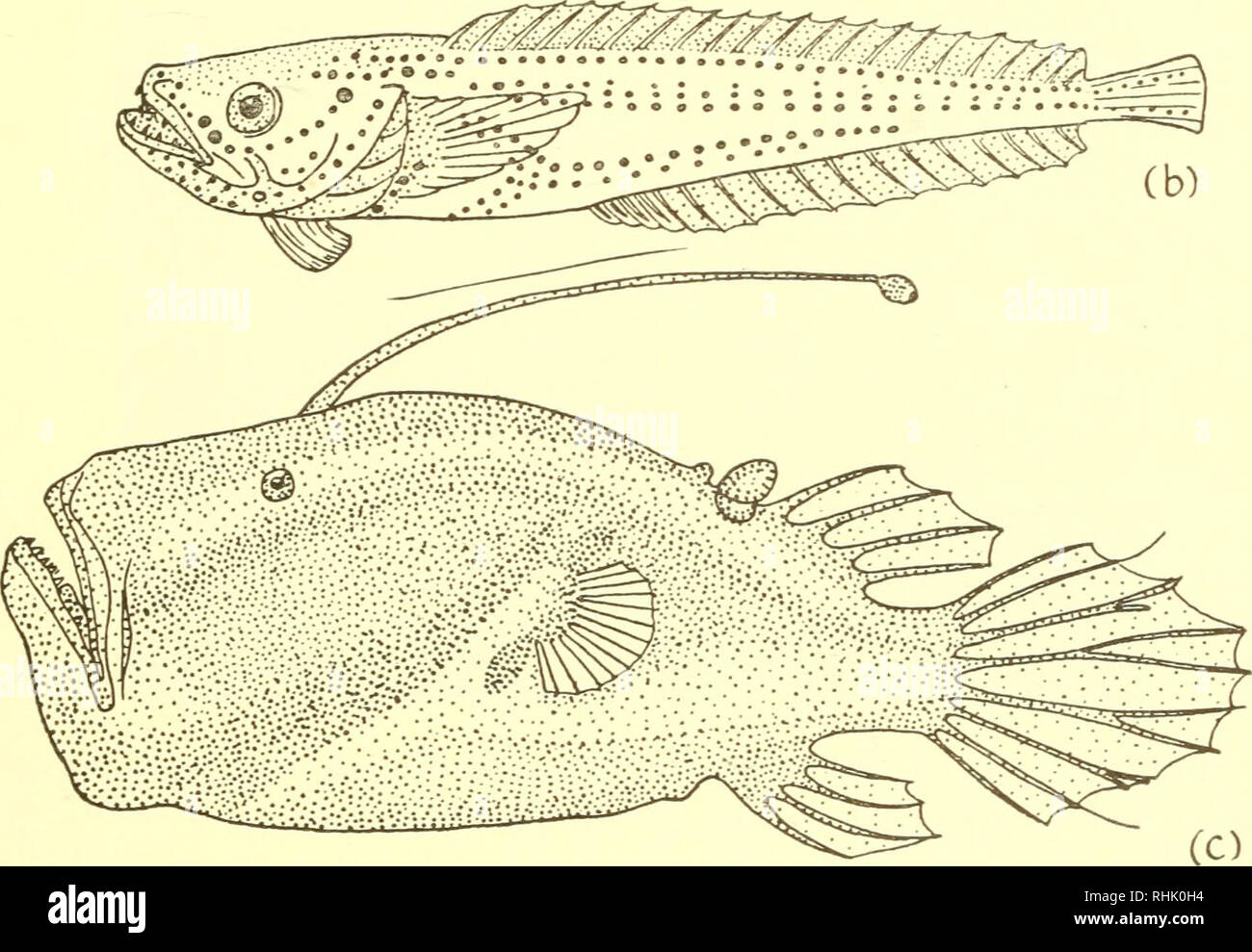 Midshipman and fish hi-res stock photography and images - Alamy