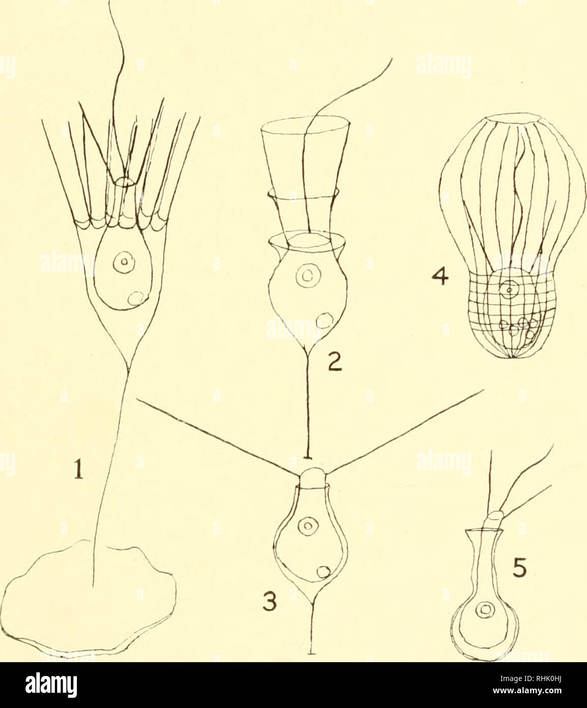 Mastigophora hi-res stock photography and images - Alamy
