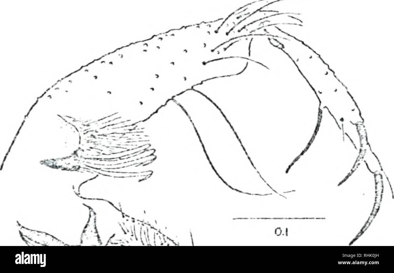 . Biosystematic review of the bloodsucking psychodid flies of Colombia ...