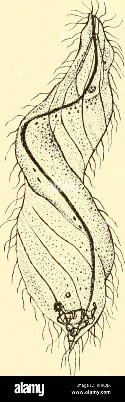 Mastigophora hi-res stock photography and images - Alamy