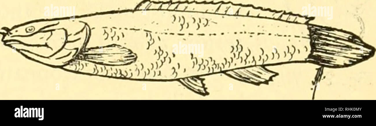 . Biology of the vertebrates : a comparative study of man and his ...