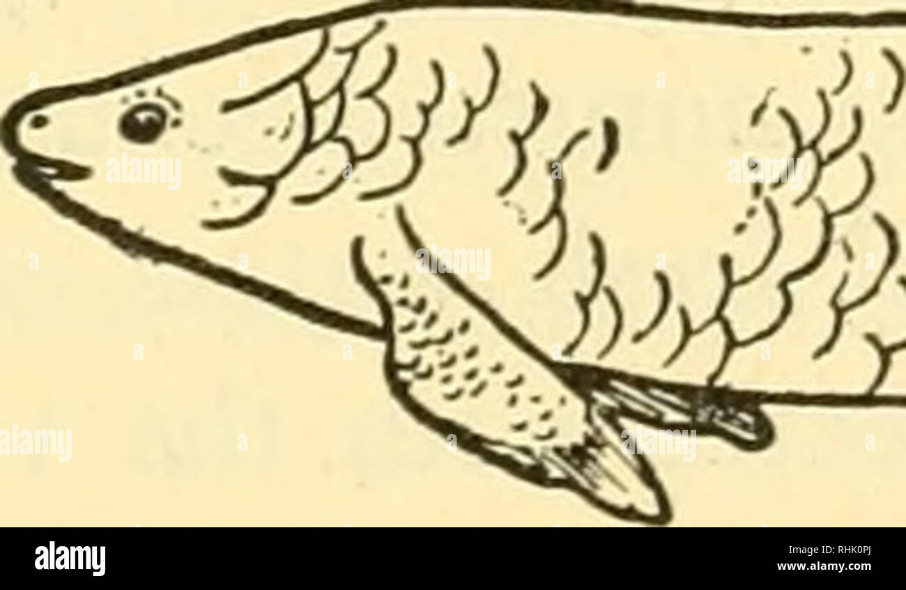 African lungfish in mud hi-res stock photography and images - Alamy