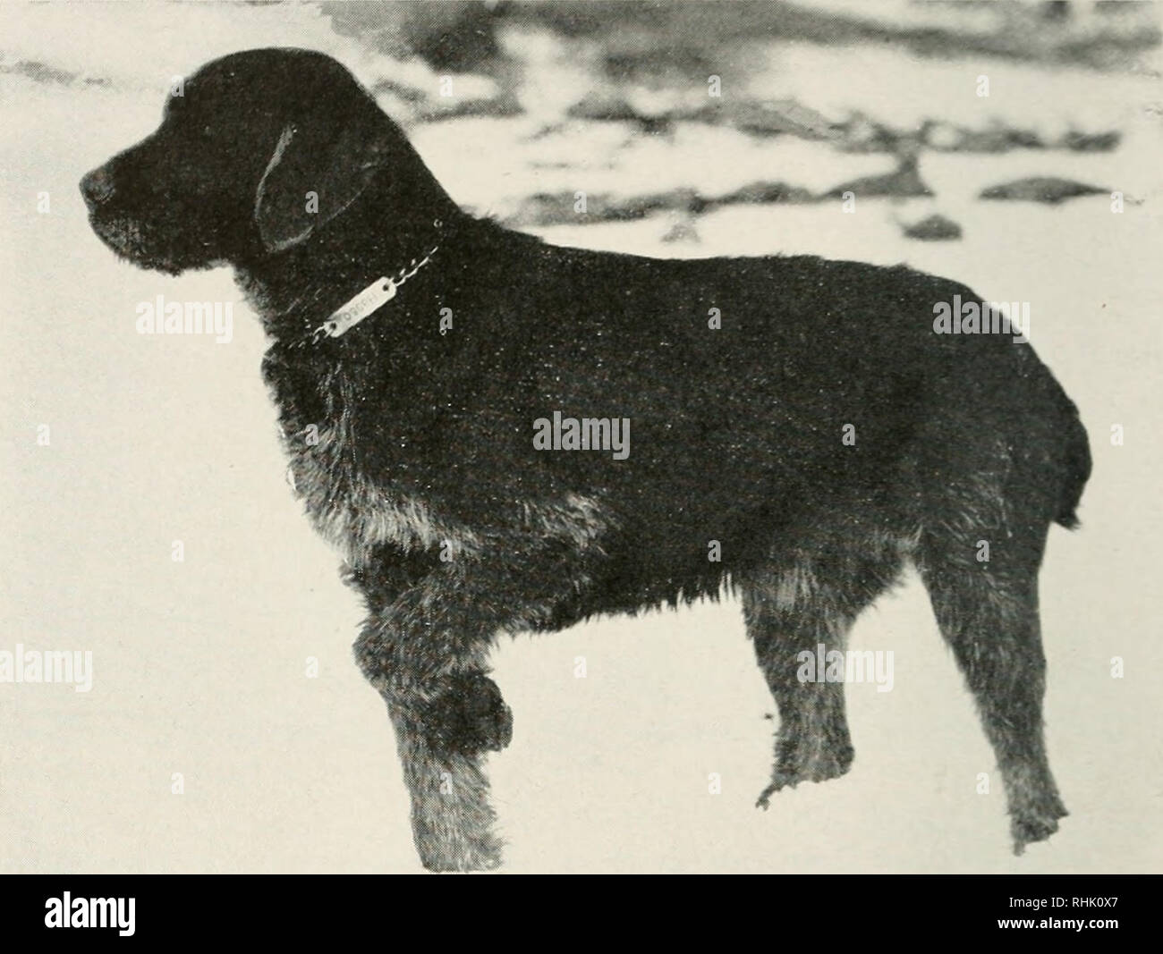 Wire haired pointing griffon hi-res stock photography and images - Alamy