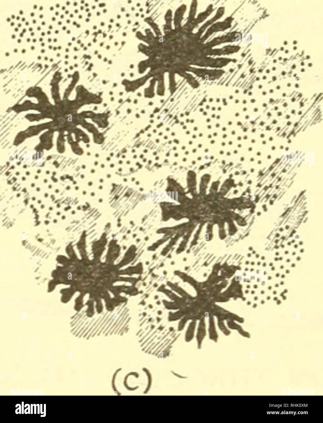 Guanophores hi-res stock photography and images - Alamy