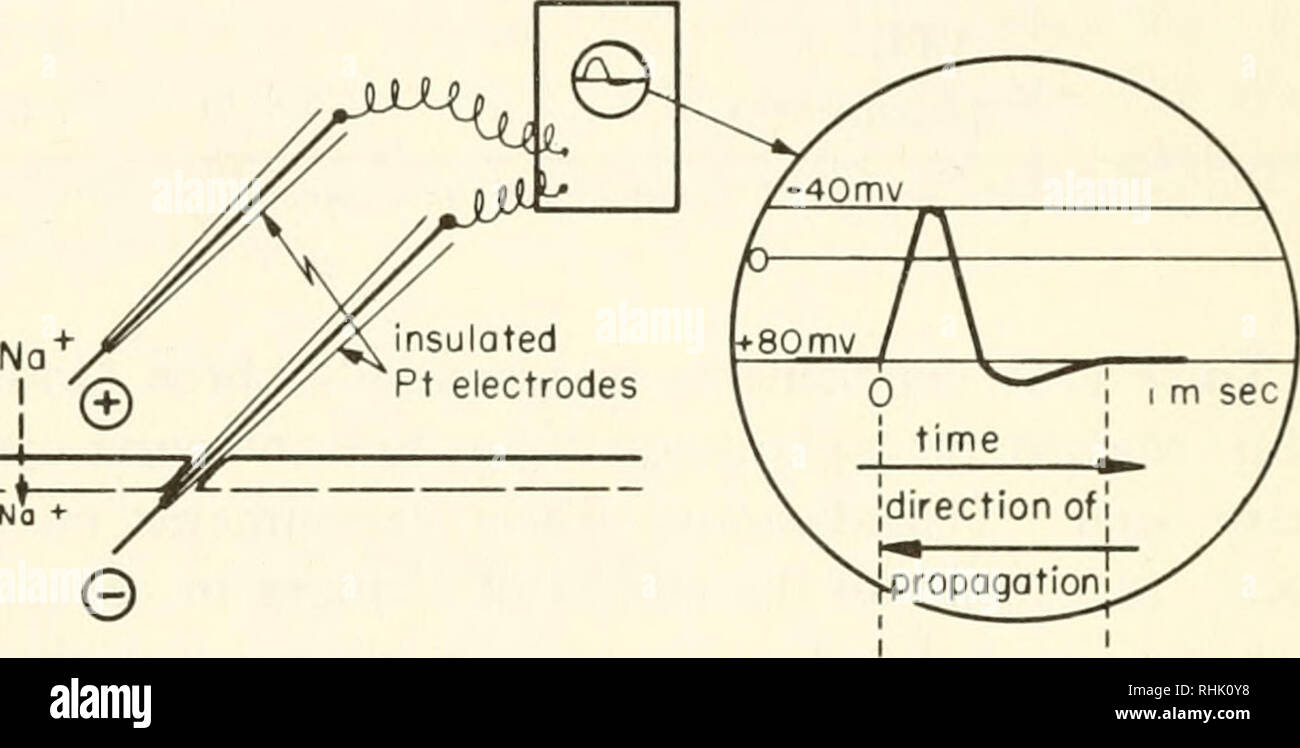 Bioelectrics hi-res stock photography and images - Alamy