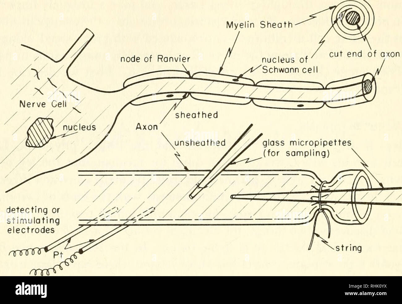 Biophysical mechanisms hi-res stock photography and images - Alamy