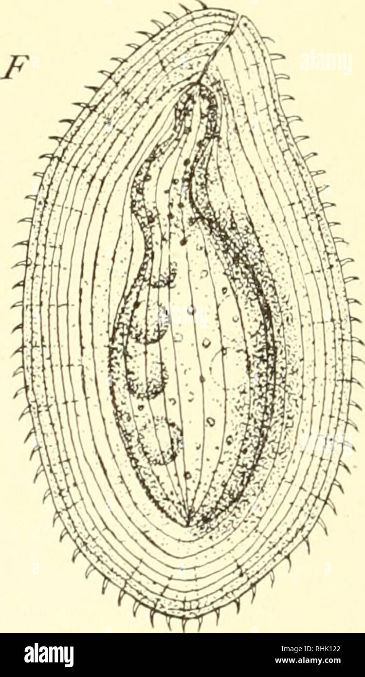 Loxophyllum meleagris hi-res stock photography and images - Alamy