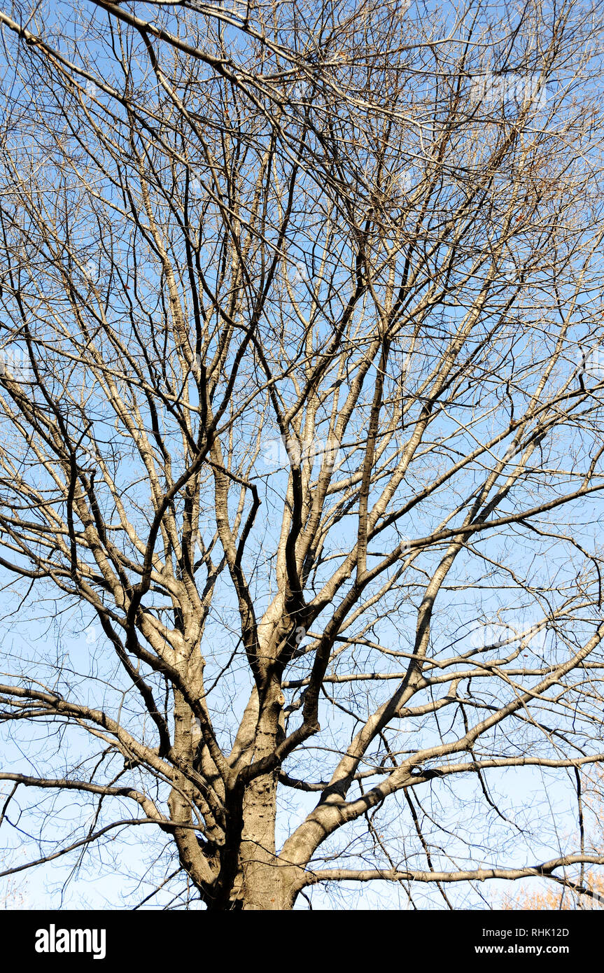 The tangled leafless branches of a tall and mature hibernating tree set ...