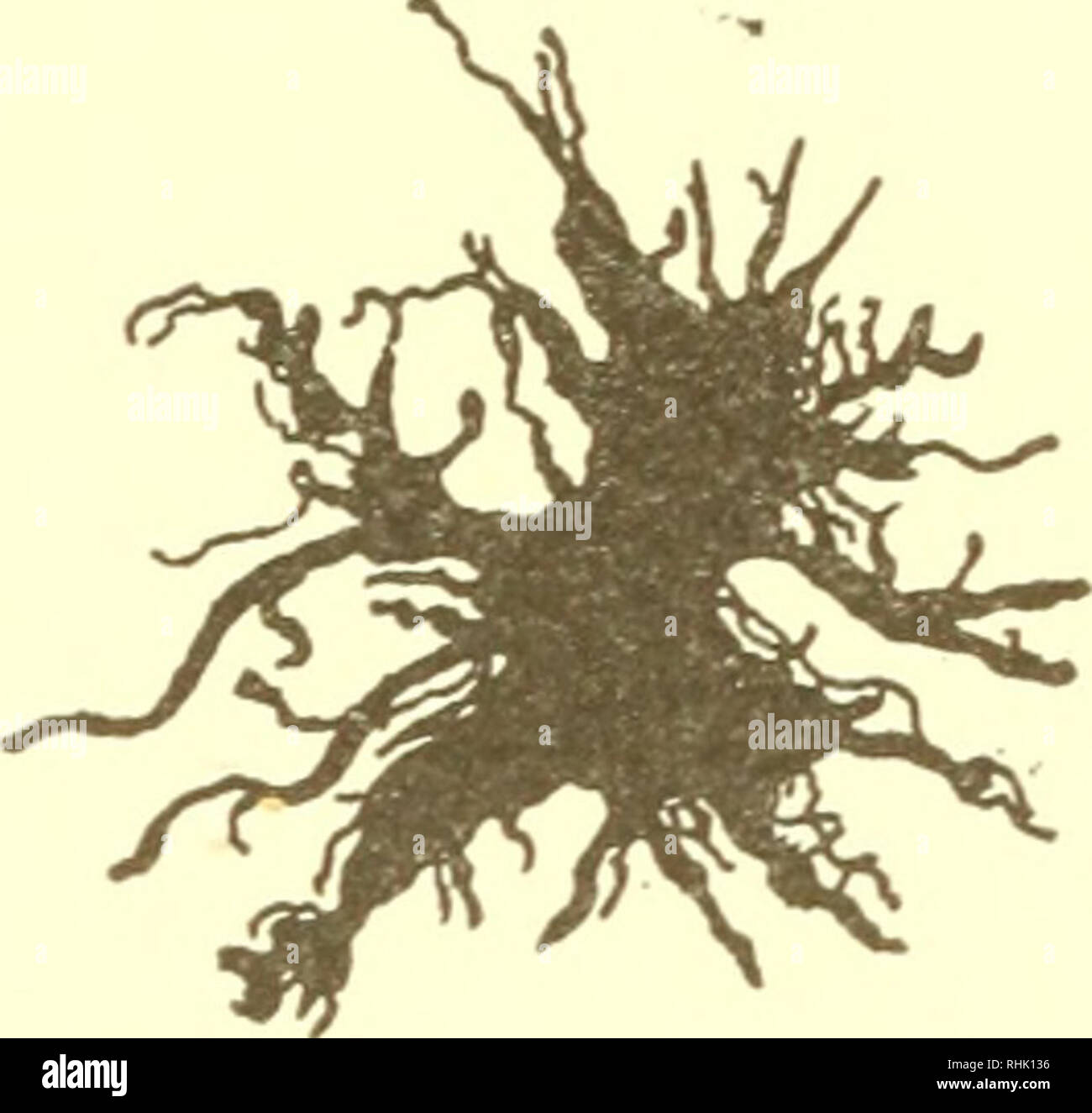 . The biology of marine animals. Marine animals; Physiology ...