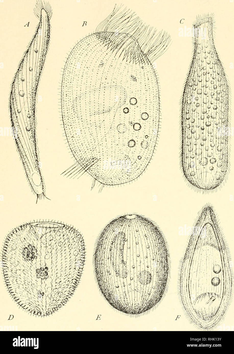 Opisthodon hi-res stock photography and images - Alamy