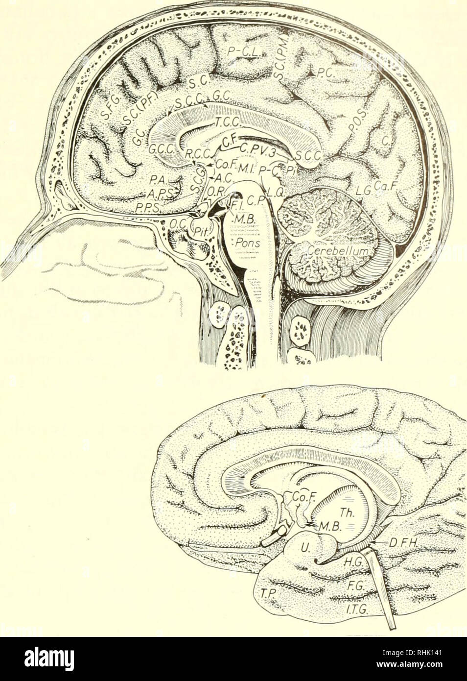 Dentate Gyrus Brain