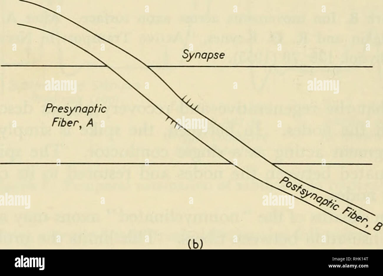 . Biophysical science. Biophysics. Postsynaptic Fiber Sensitive Area (a ...