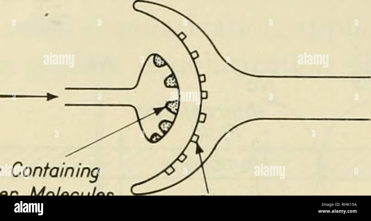 Postsynaptic potentials hi-res stock photography and images - Alamy