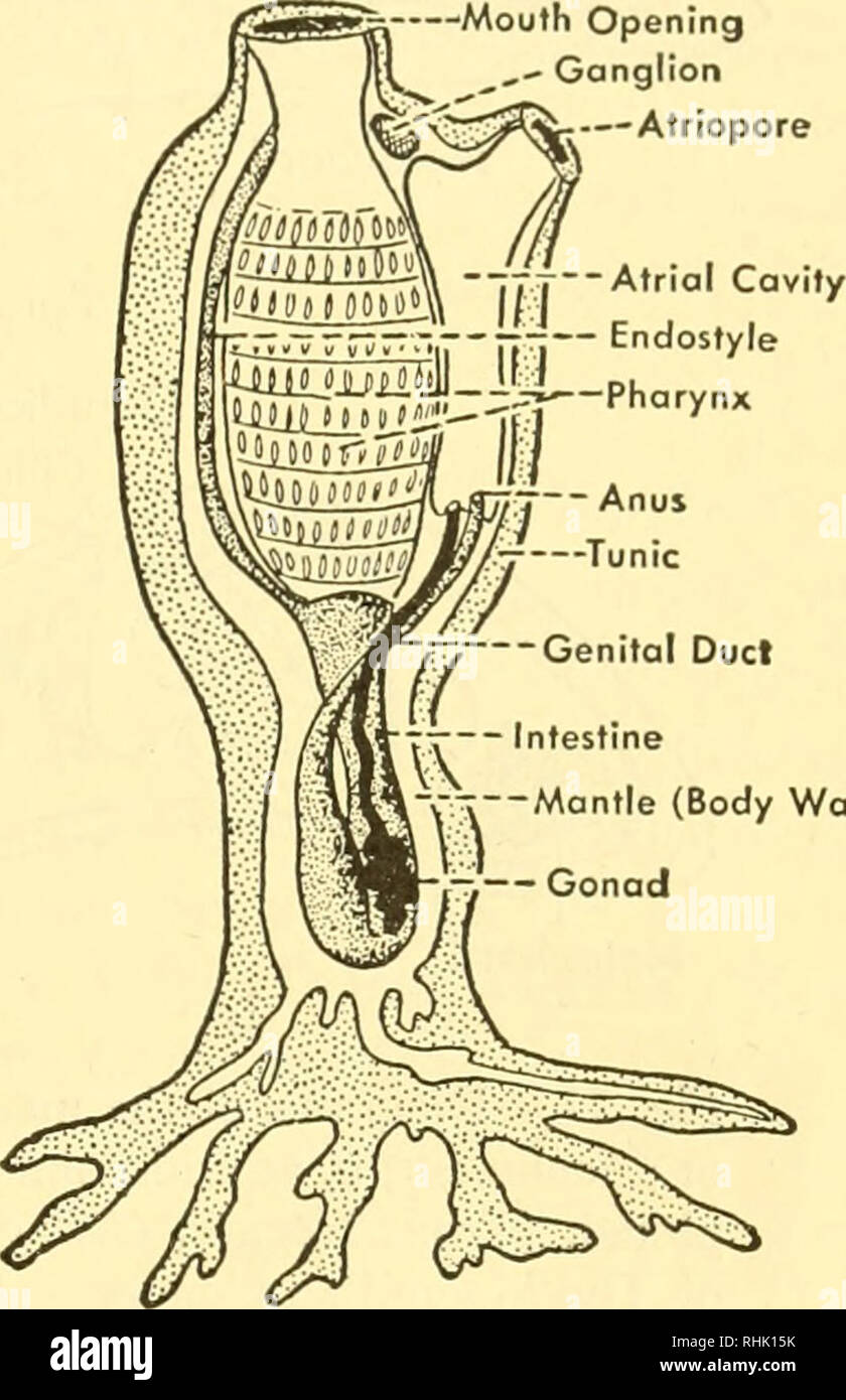 . Biology of the vertebrates : a comparative study of man and his ...