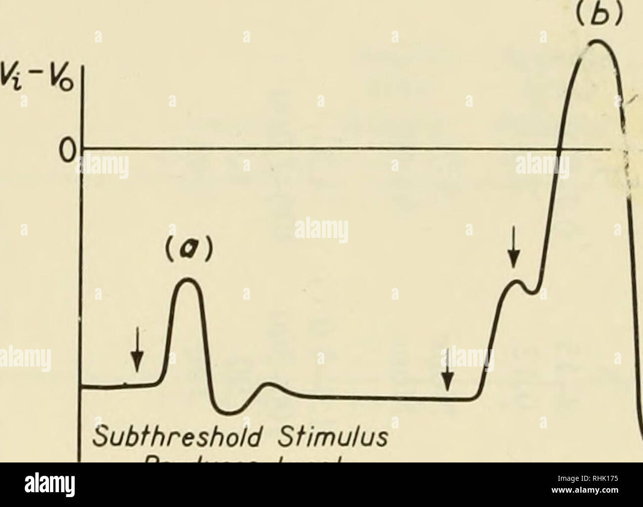 Resting potential axon hi-res stock photography and images - Alamy